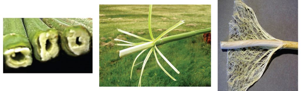 Hemp: Growing A Made-In-USA Industry | Textile World