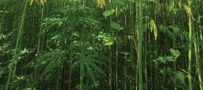 Hemp: Growing A Made-In-USA Industry – Bear Fiber