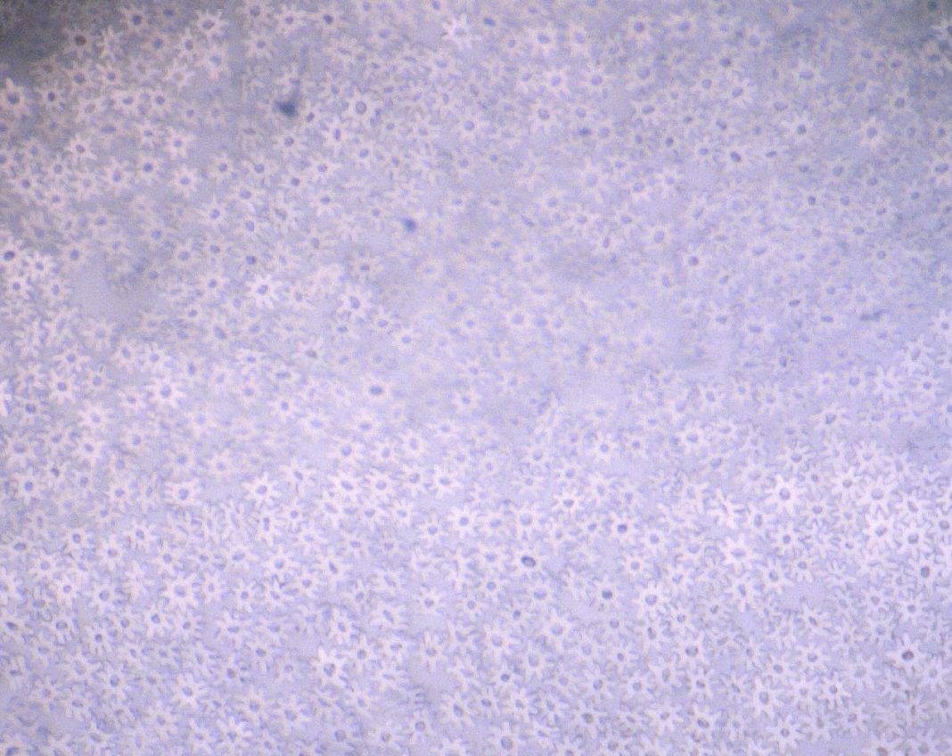 Teijin Frontier Develops OctaⓇ sf Spun Yarn Offering Exceptional ...