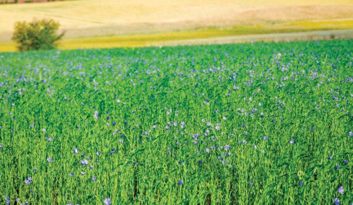 Bringing Flax Growing Back To The United States | Textile World