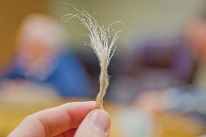 Bringing Flax Growing Back To The United States | Textile World