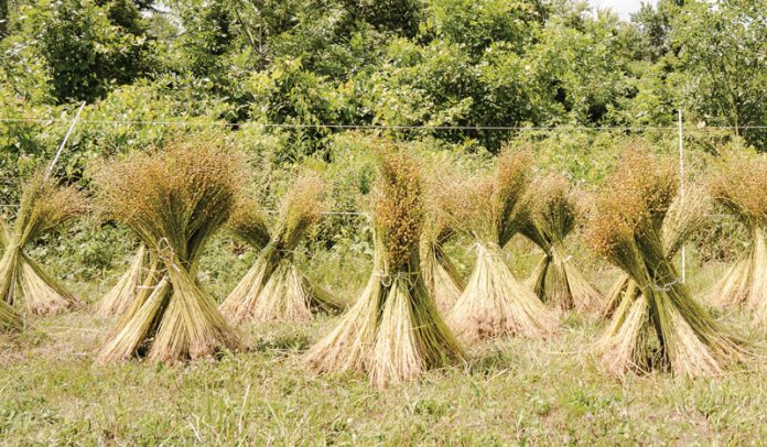 Bringing Flax Growing Back To The United States | Textile World