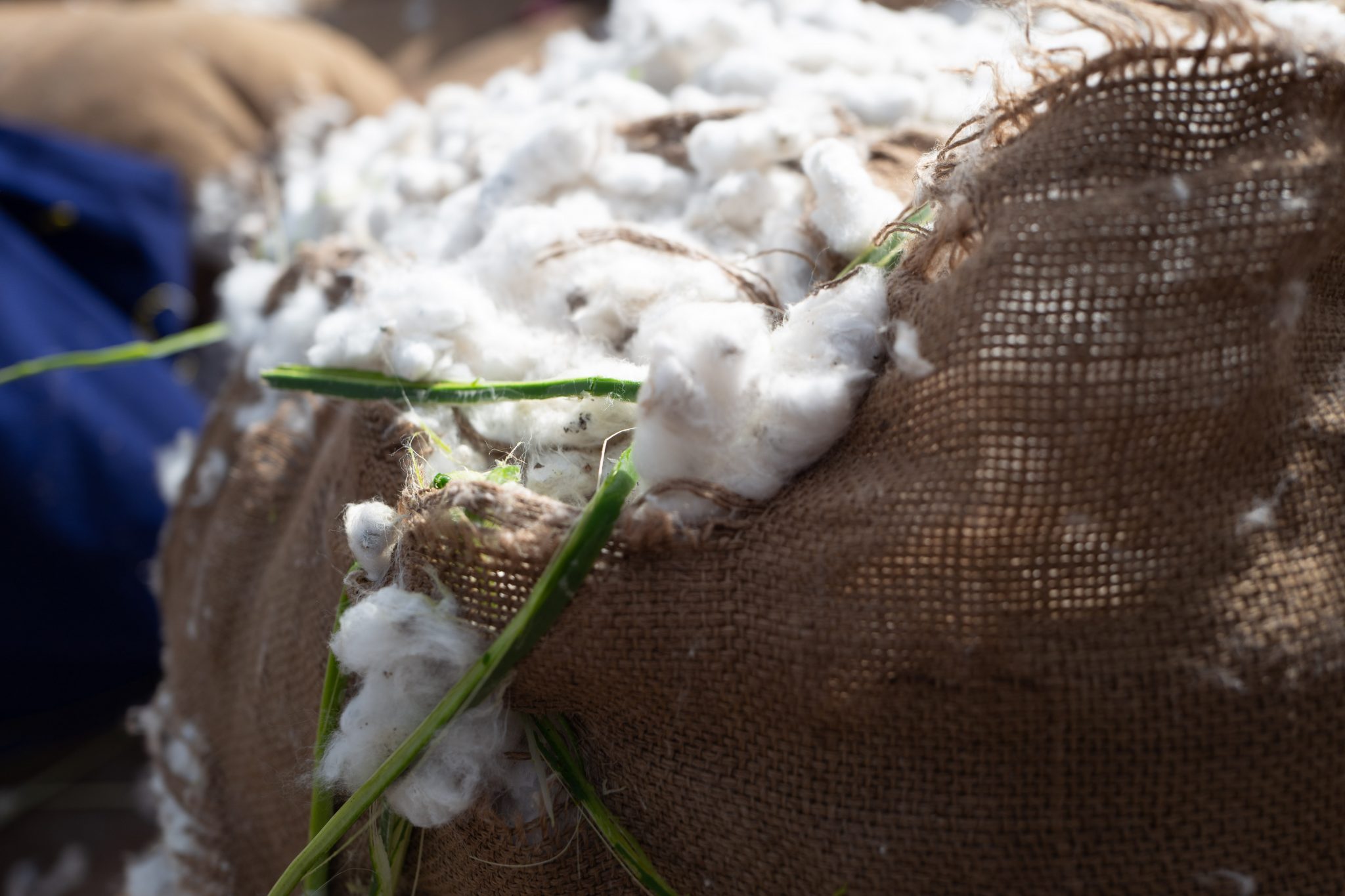World Cotton Day: Cotton Made In Africa Celebrates World’s Top Natural ...