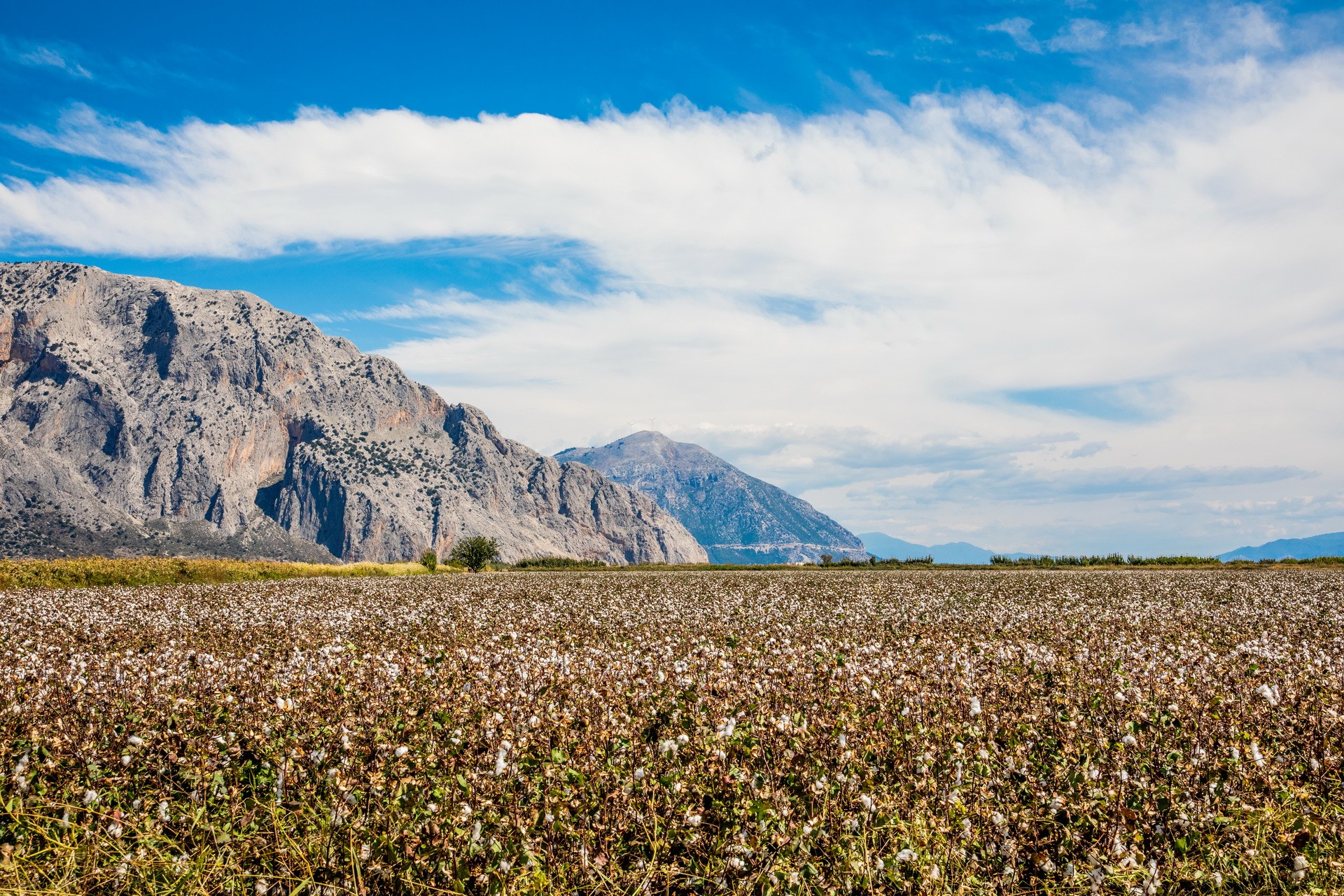 NATIVA™ Begins First Harvest Of Regeneratively Farmed Cotton In Greece ...