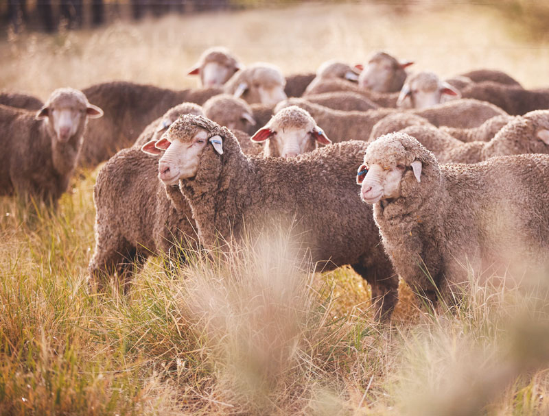 Wool’s Rebound: The New Era Of Wool & Protein Fibers | Textile World